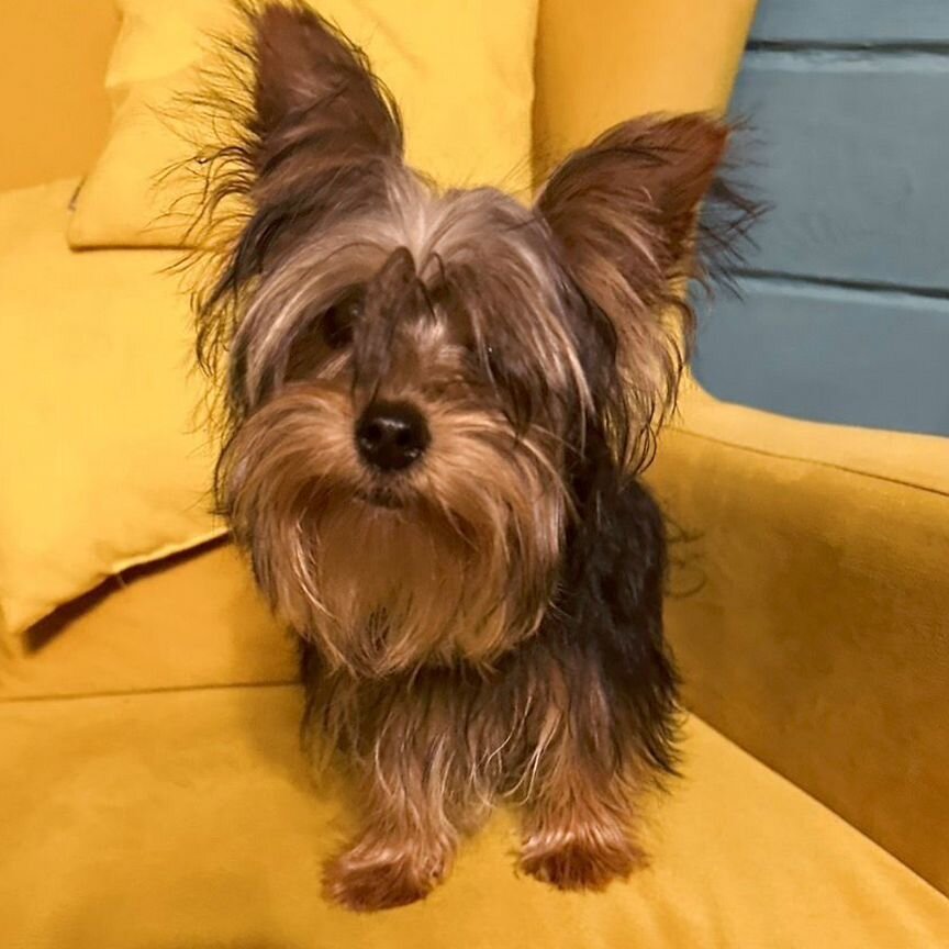 Йоркширский терьер