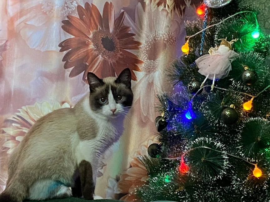 Котик помесь сиамского