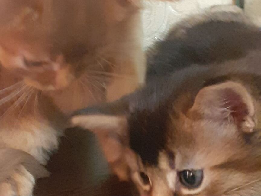 Сомалийские котята
