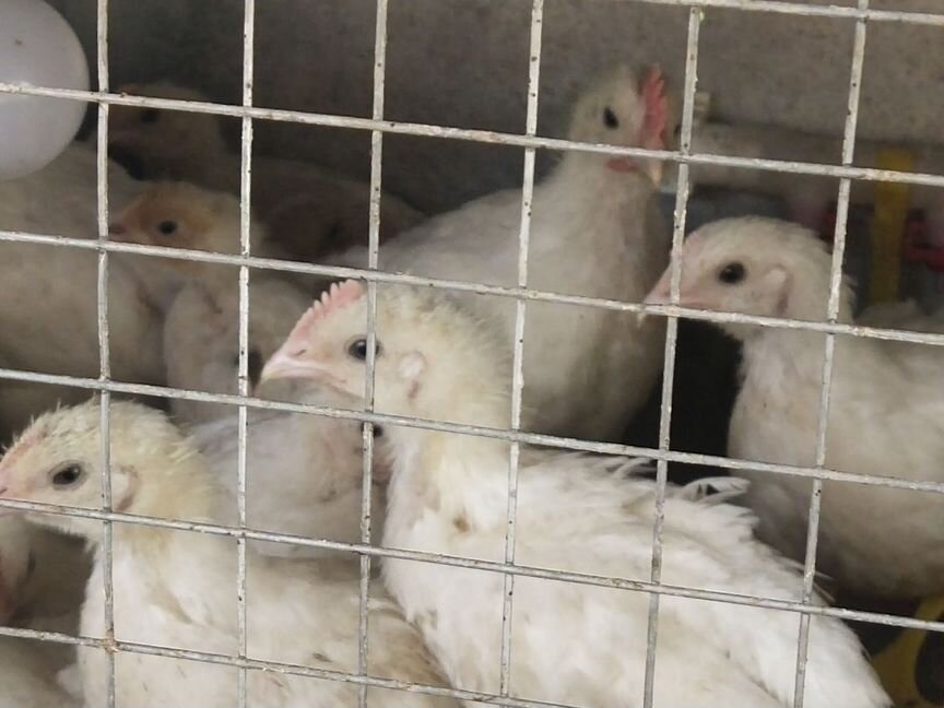 Мехеленская кукушка и брессгальские цыплята