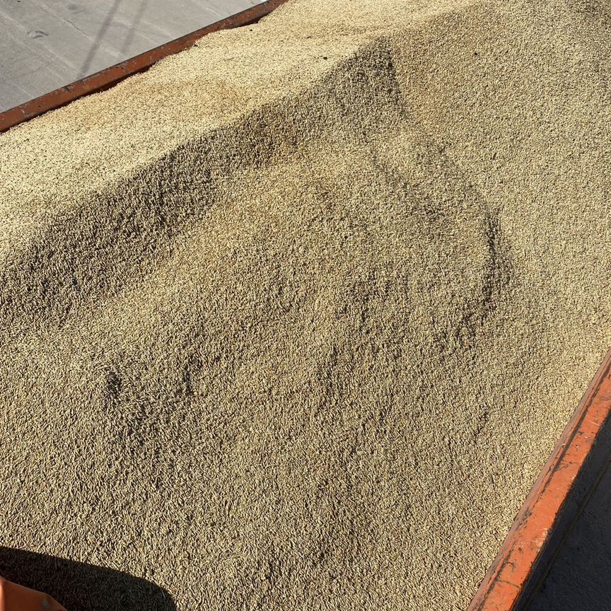 Зерно пшеница ячмень