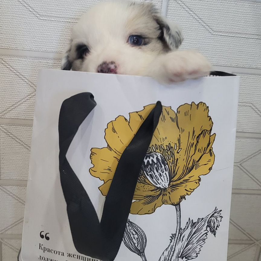 Щенки Аусси