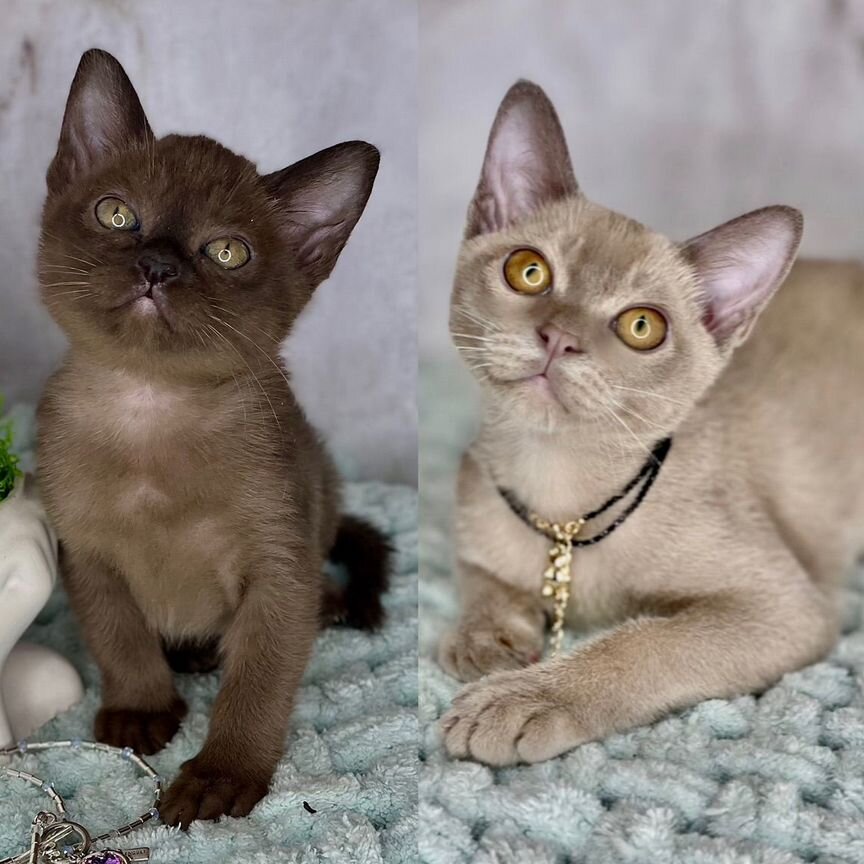 Плем пара в разведение (европейские бурмы)