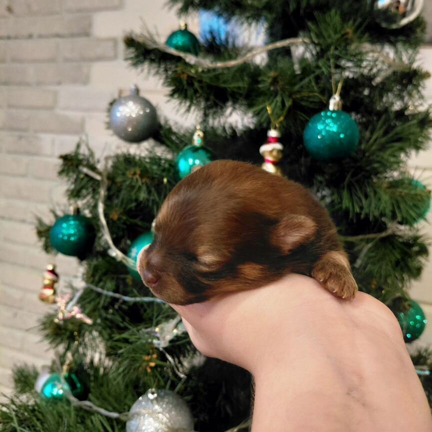 Немецкий шпиц, щенок