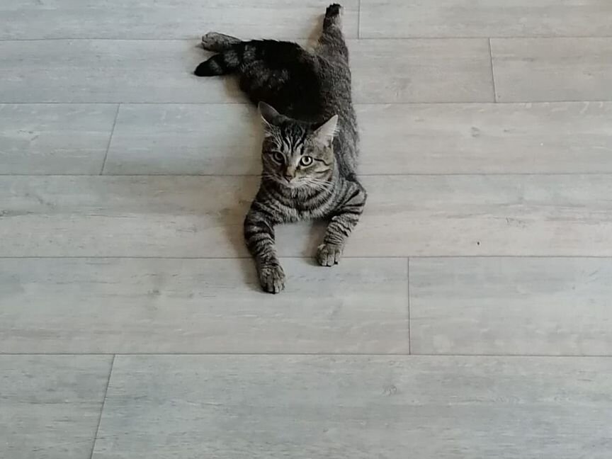 Кошка не стерилизованная, кот не кастрированный