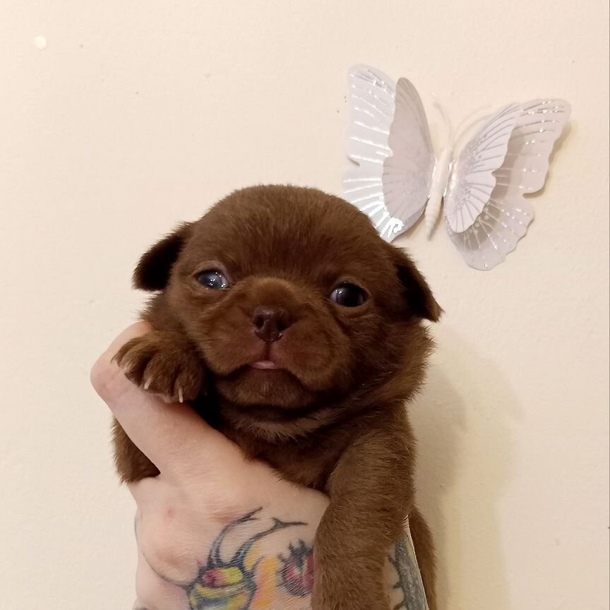 Шоколадка без пятен