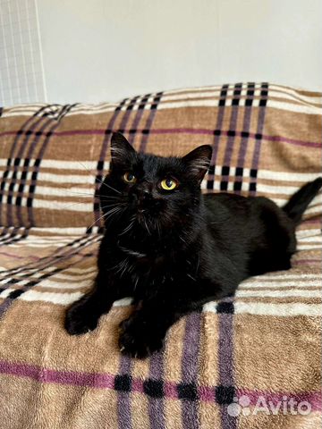 Ласковый Черныш