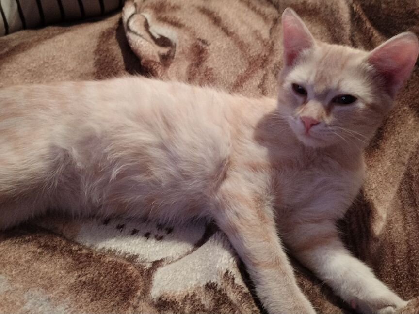 Кошка
