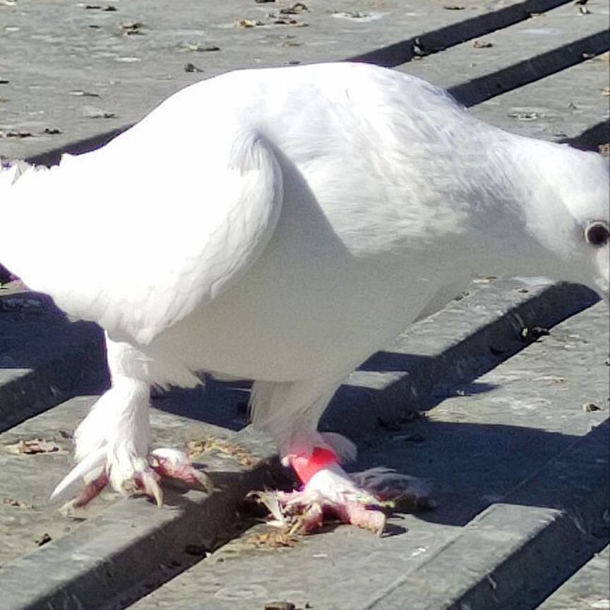 Купля продажа голубей