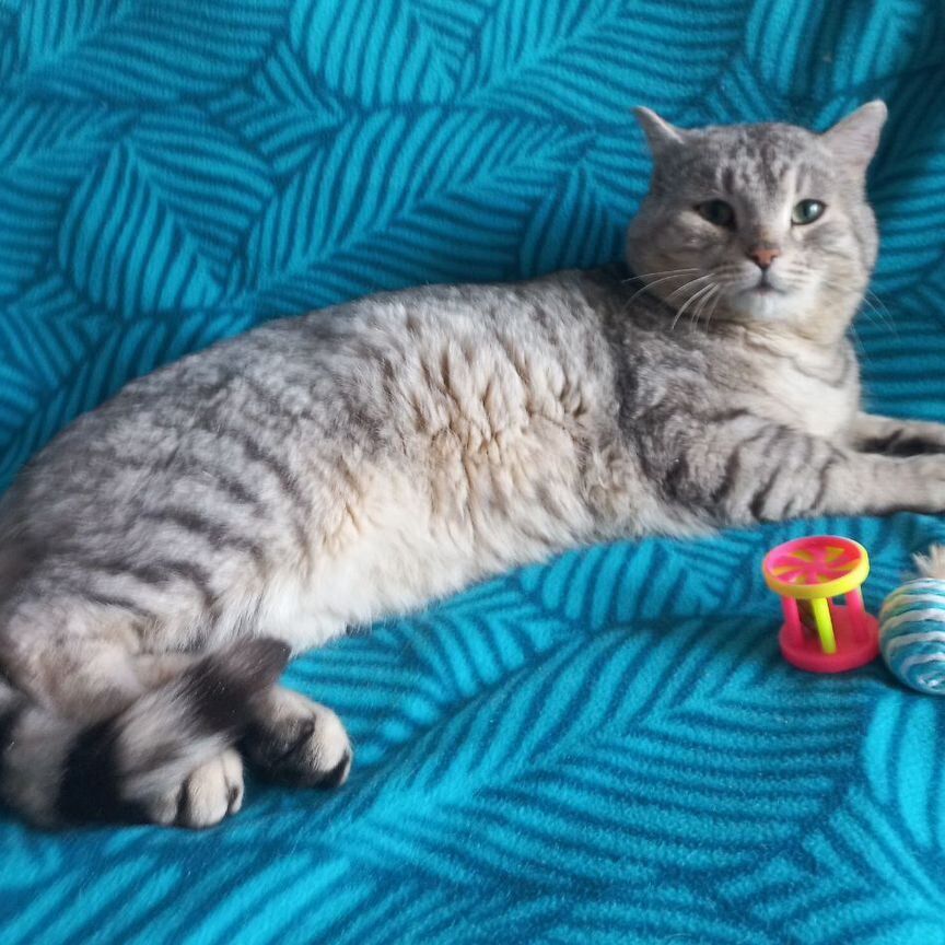 Взрослый кот в добрые руки