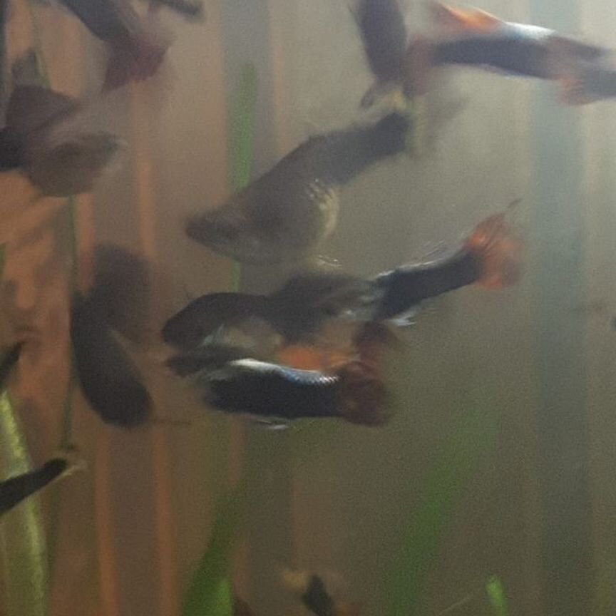 Аквариумные рыбки гуппи