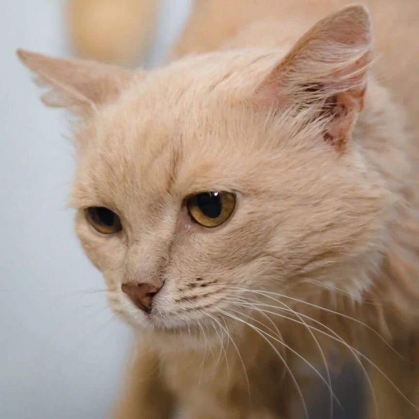 Персиковая кошка Теффи