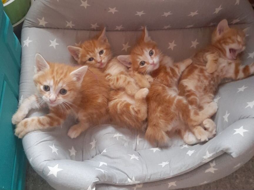 Котята породы Курильский бобтейл