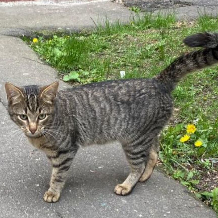 Взрослый кот в добрые руки