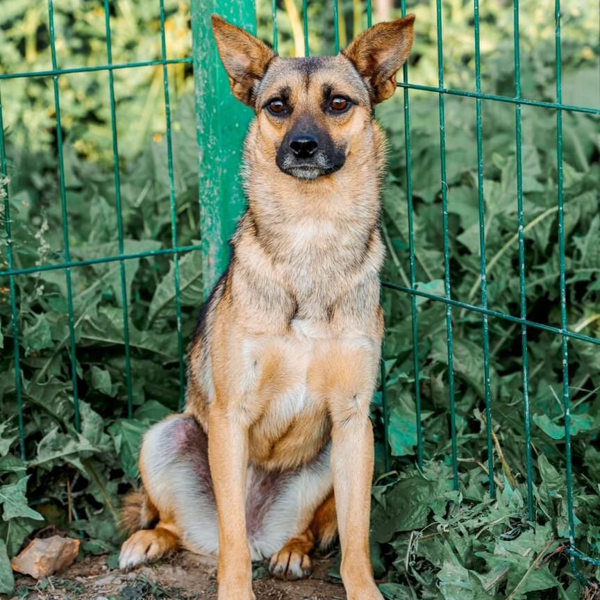 Собака в добрые руки