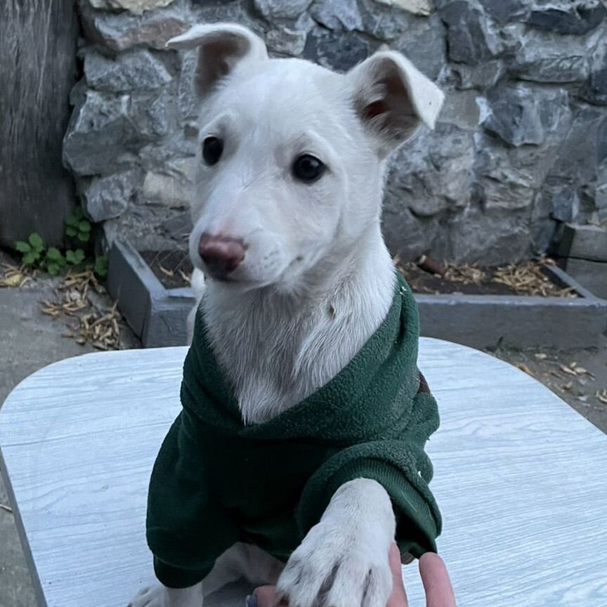 Ищу самых лучших родителей