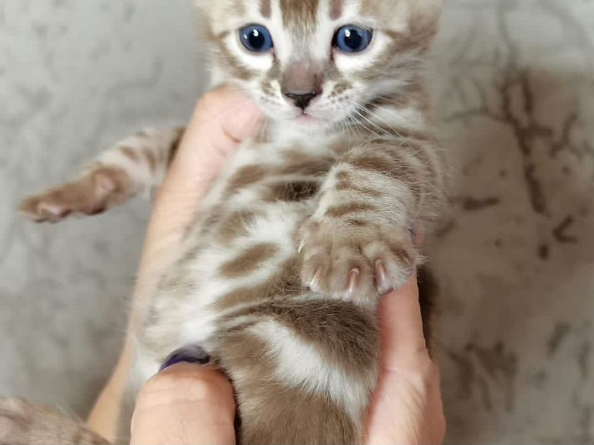 Бенгальские котята