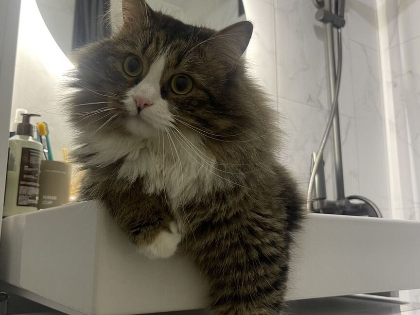 Кот в добрые руки