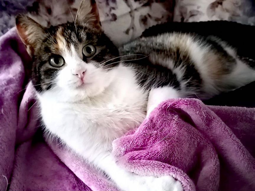 Супер кошка