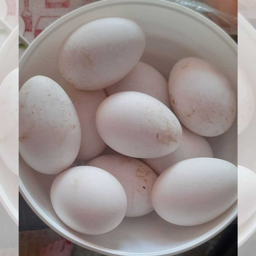 Яйцо домашнее