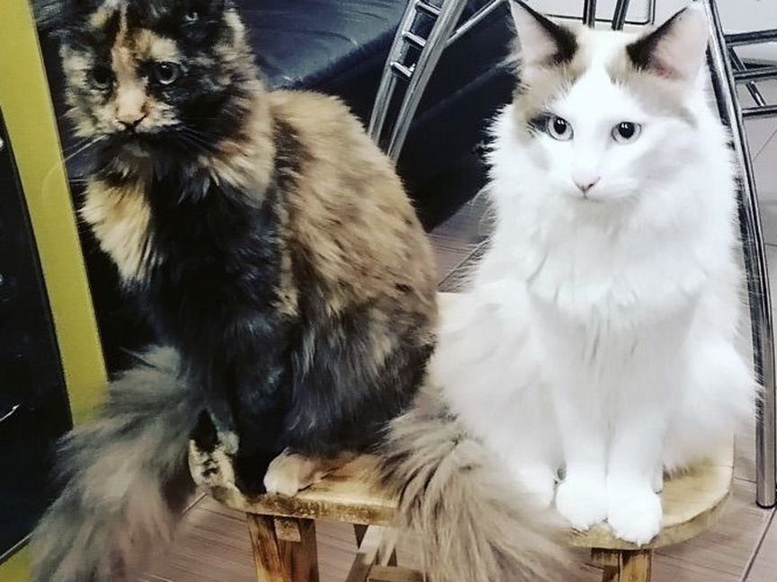 Кошка