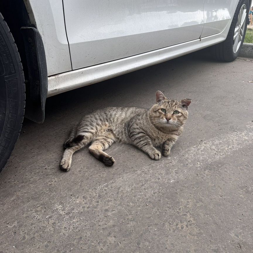 Кот с больной лапкой хочет домой