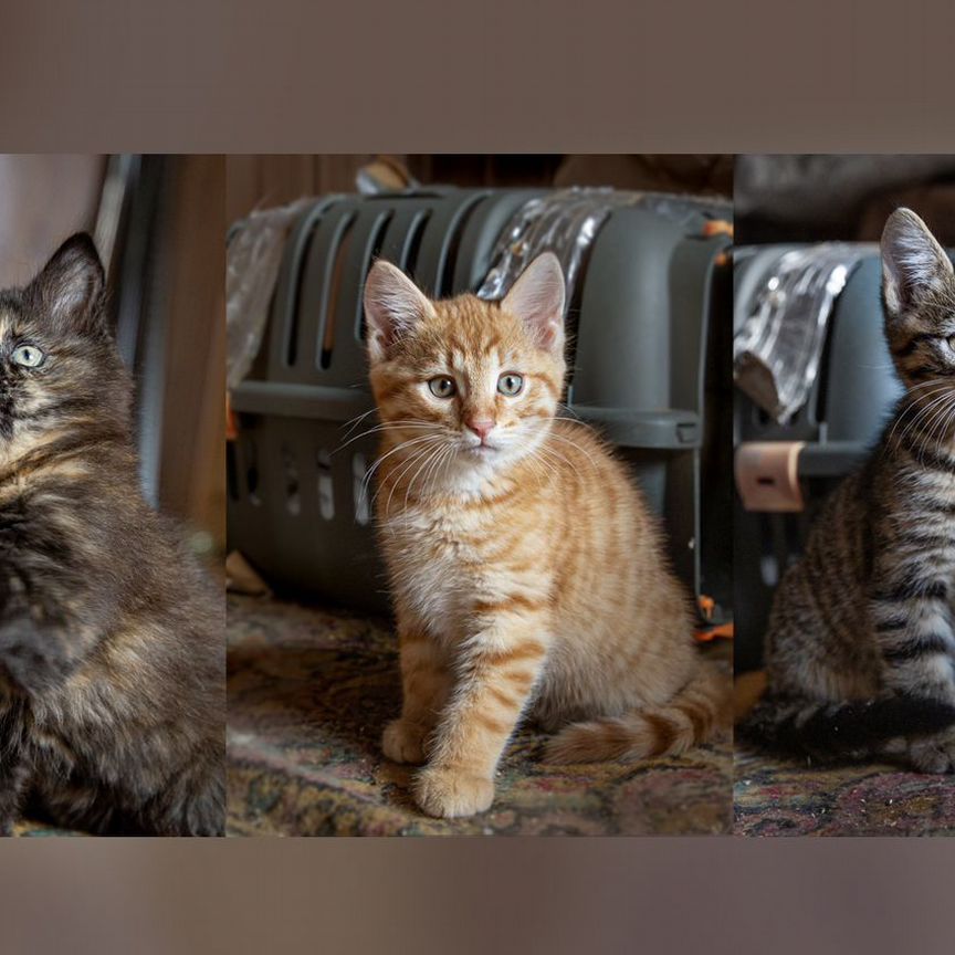 Котята в добрые руки
