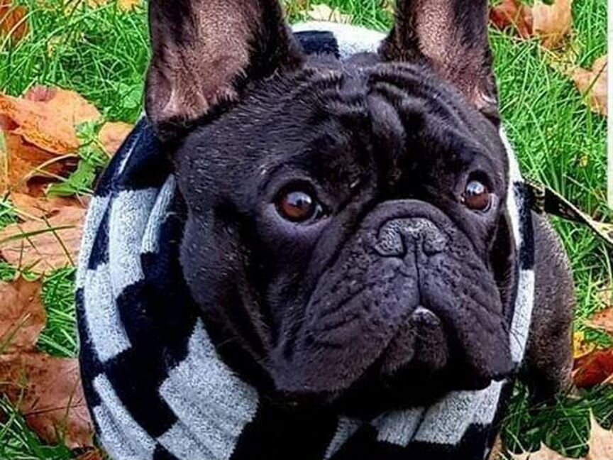 Французский бульдог щенки