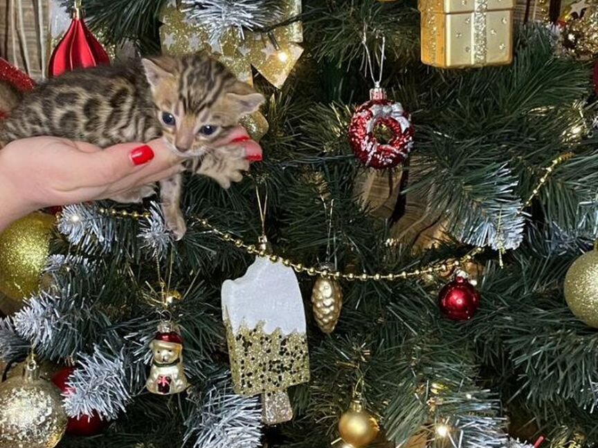 Бенгальские котята