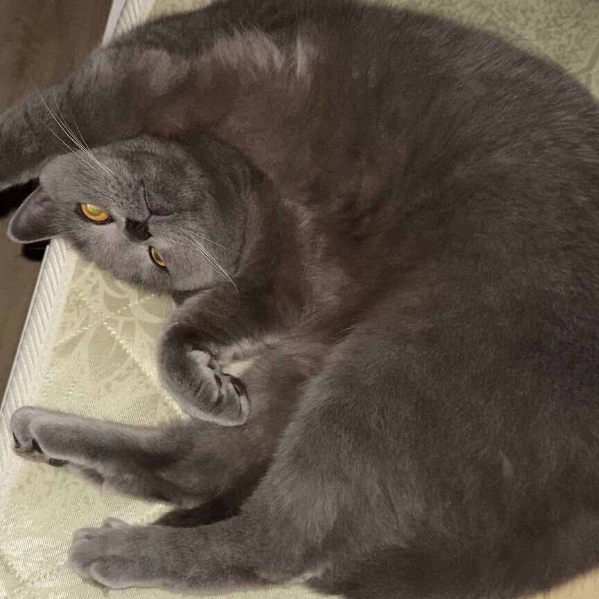 Британский кот