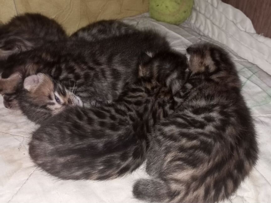 Бенгалы окрас розетка на золоте