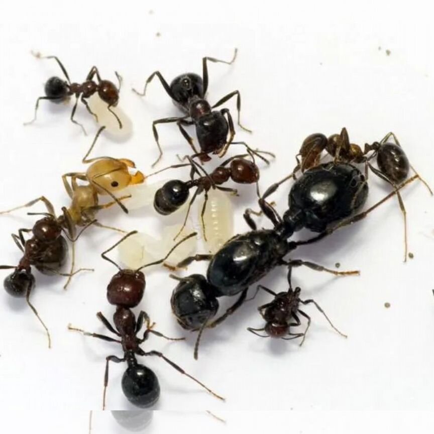 Канадский сфинкс котёнок