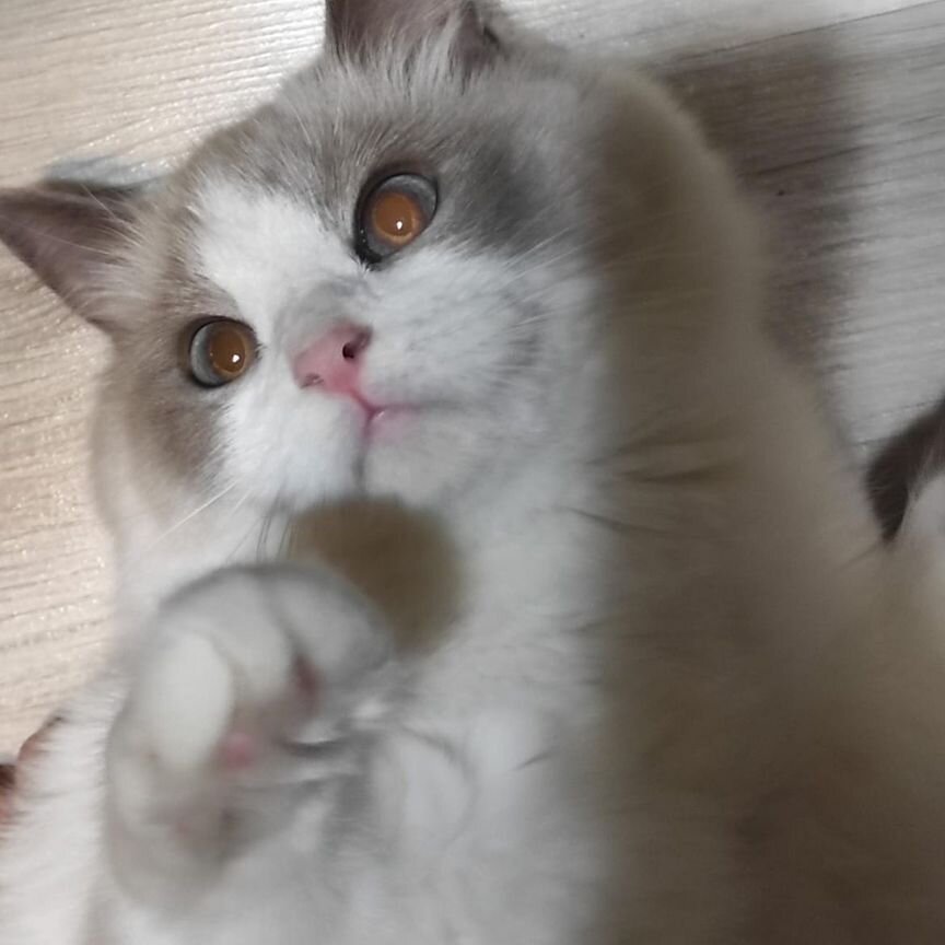 Котёнок рэгдолл девочка