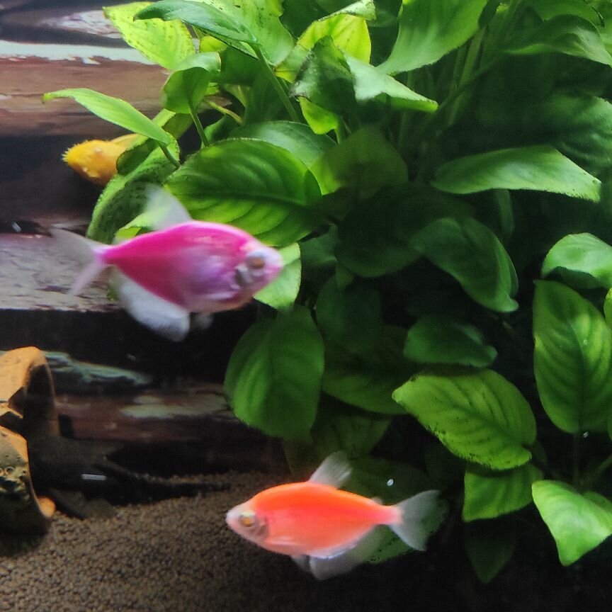 Аквариумные рыбки