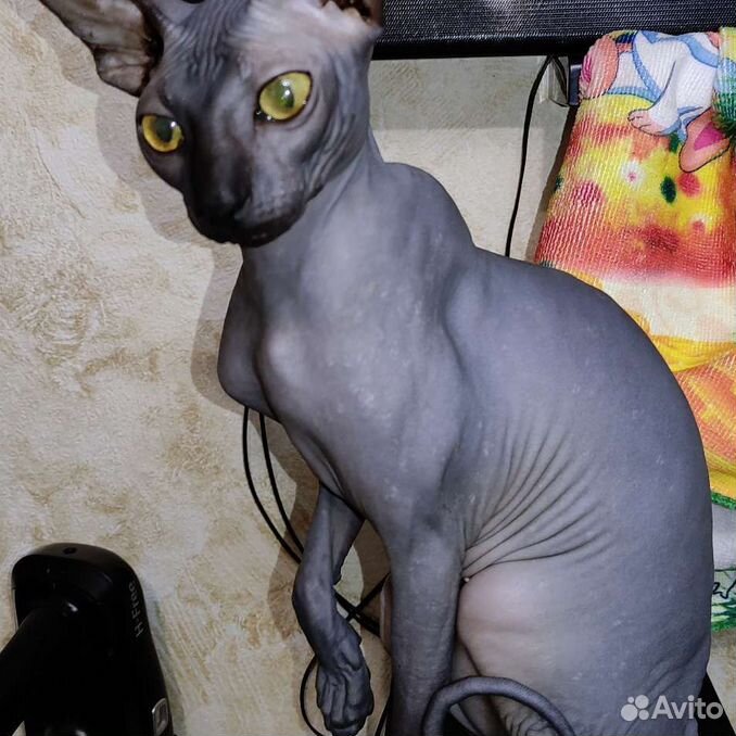 Канадский сфинкс девочка