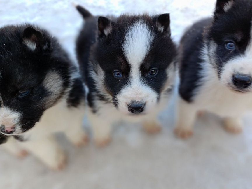 Щенки хаски