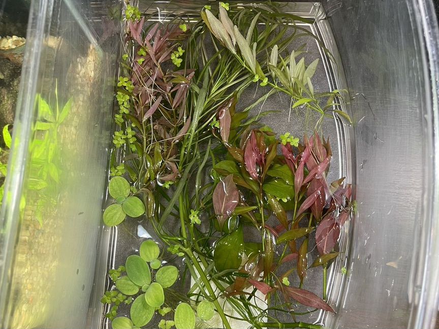 Аквариумные растения