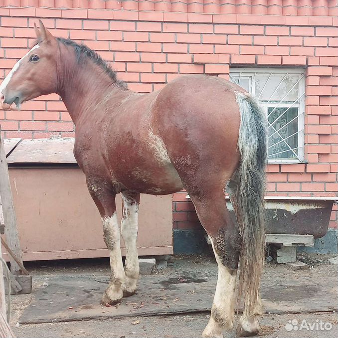 Лошади тяжеловозы