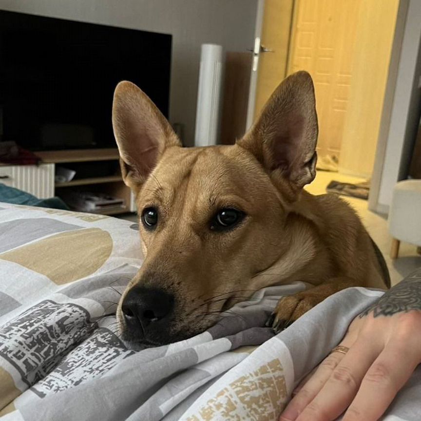 Малыш Бо в добрые руки