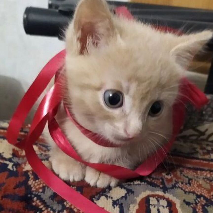 Котёнок в добрые руки