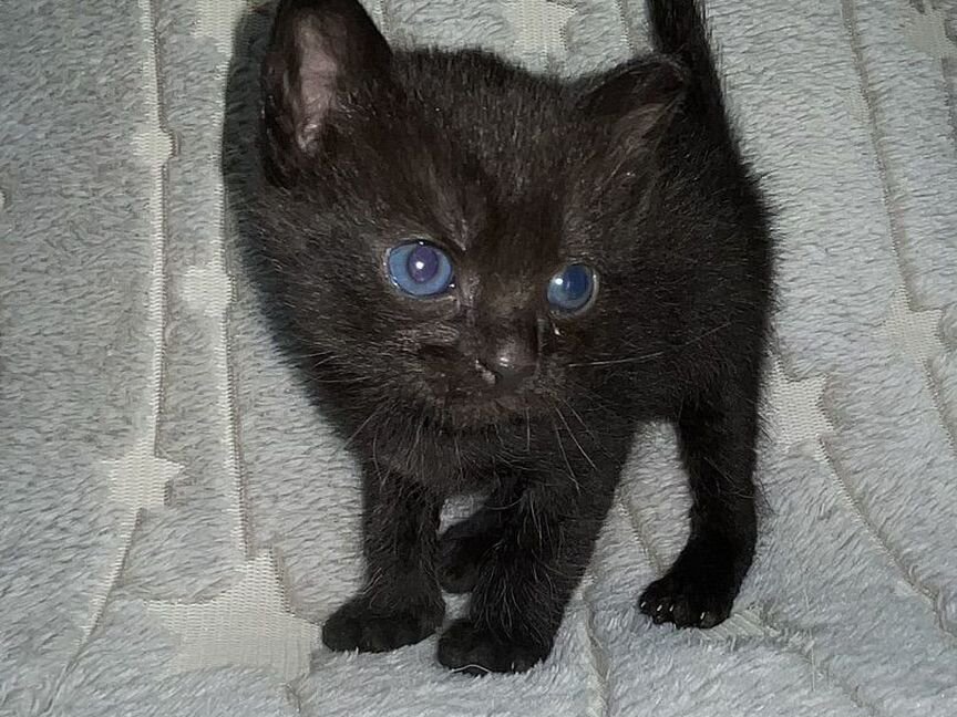 Котенок