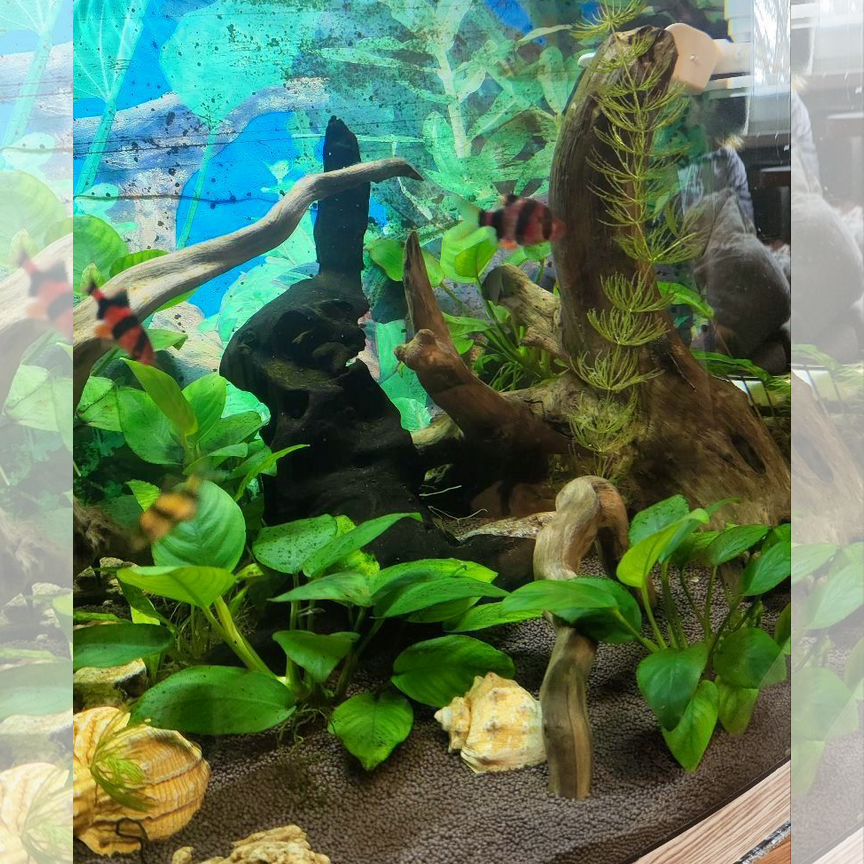 Рыбки барбусы