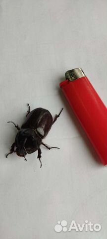 Жук носорог