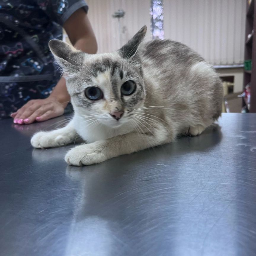 Кошка в добрые руки