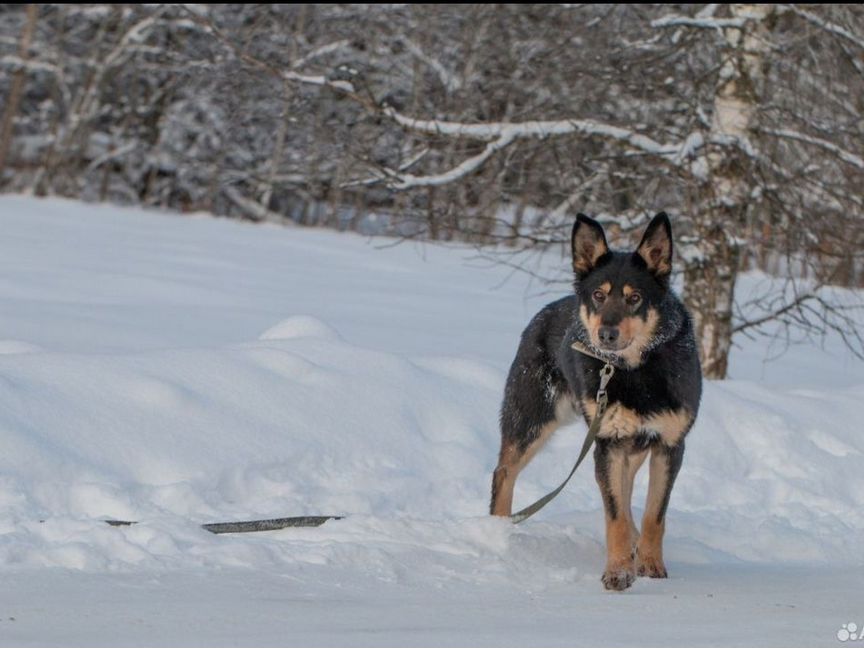 Лёня изумительно спокойный 4 года ищет дом