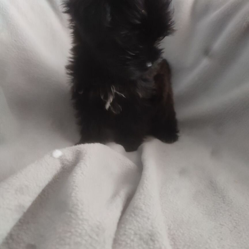 Иорширский терьер девочка черная