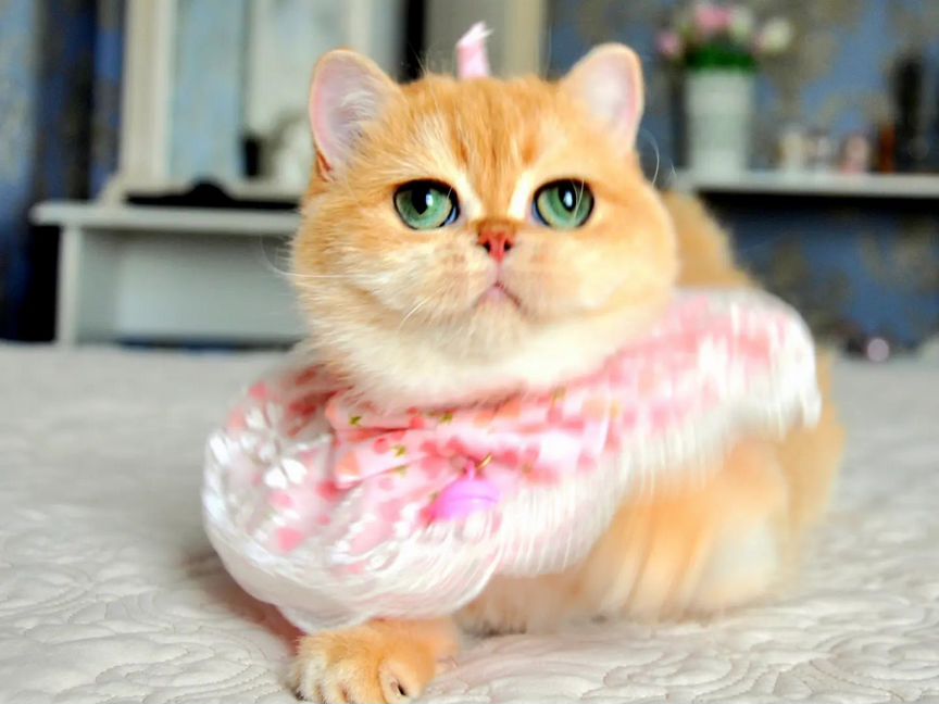 Эксклюзивная золотая шиншилла