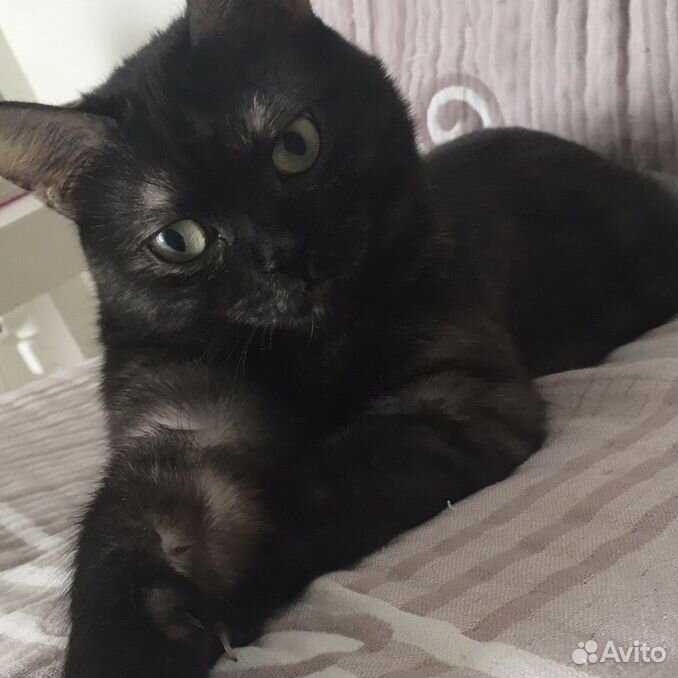 Кошечка умница