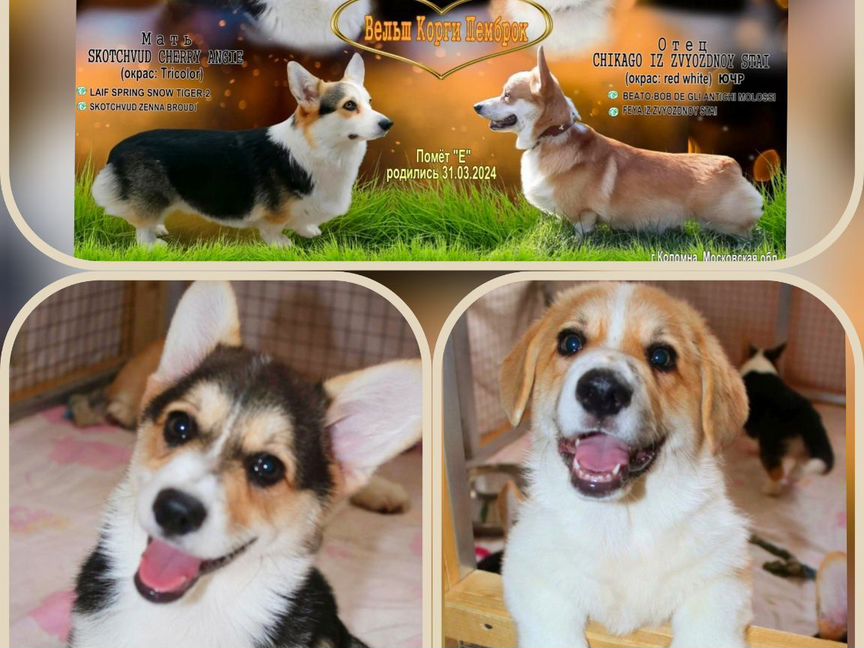 Девочка и Мальчик Щенки Вельш Корги Пемброк