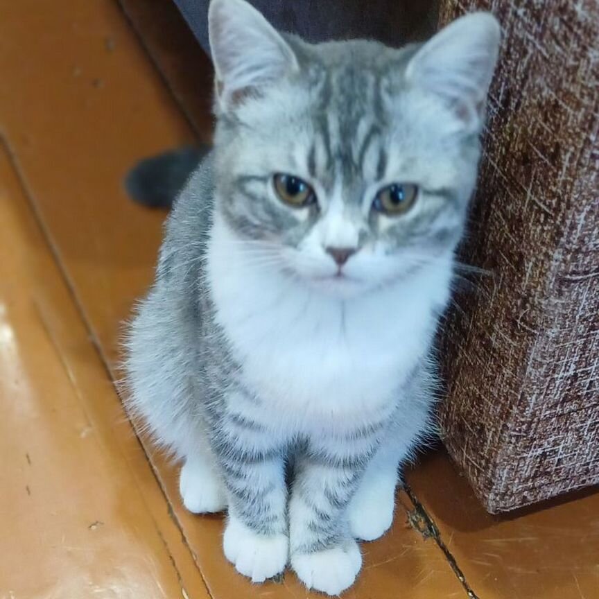 Британские котята